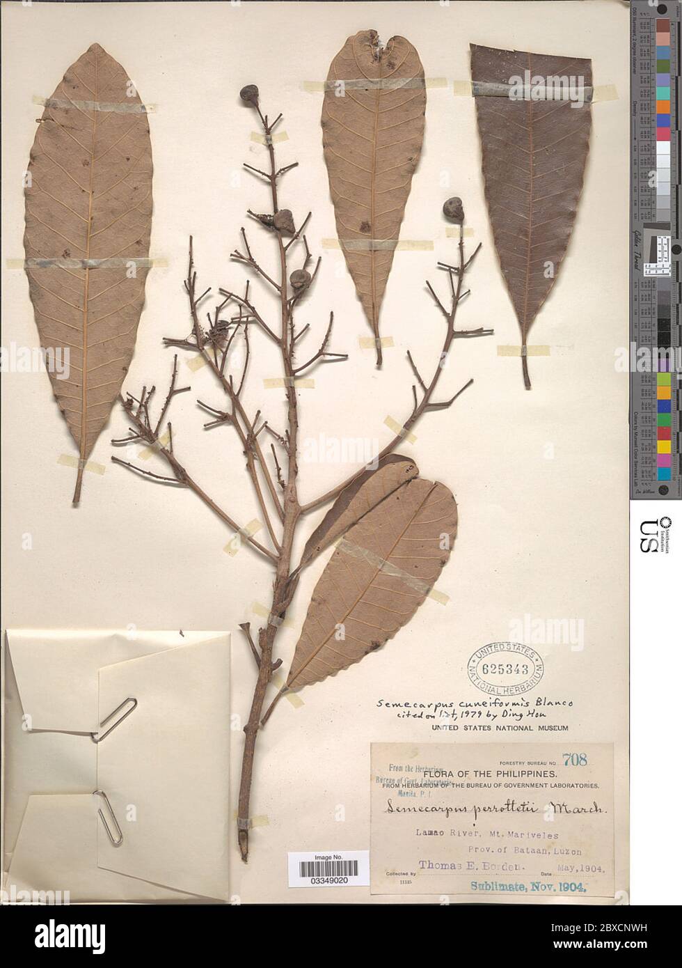 Semecarpus cuneiformis Blanco Semecarpus cuneiformis Blanco Stock Photo ...