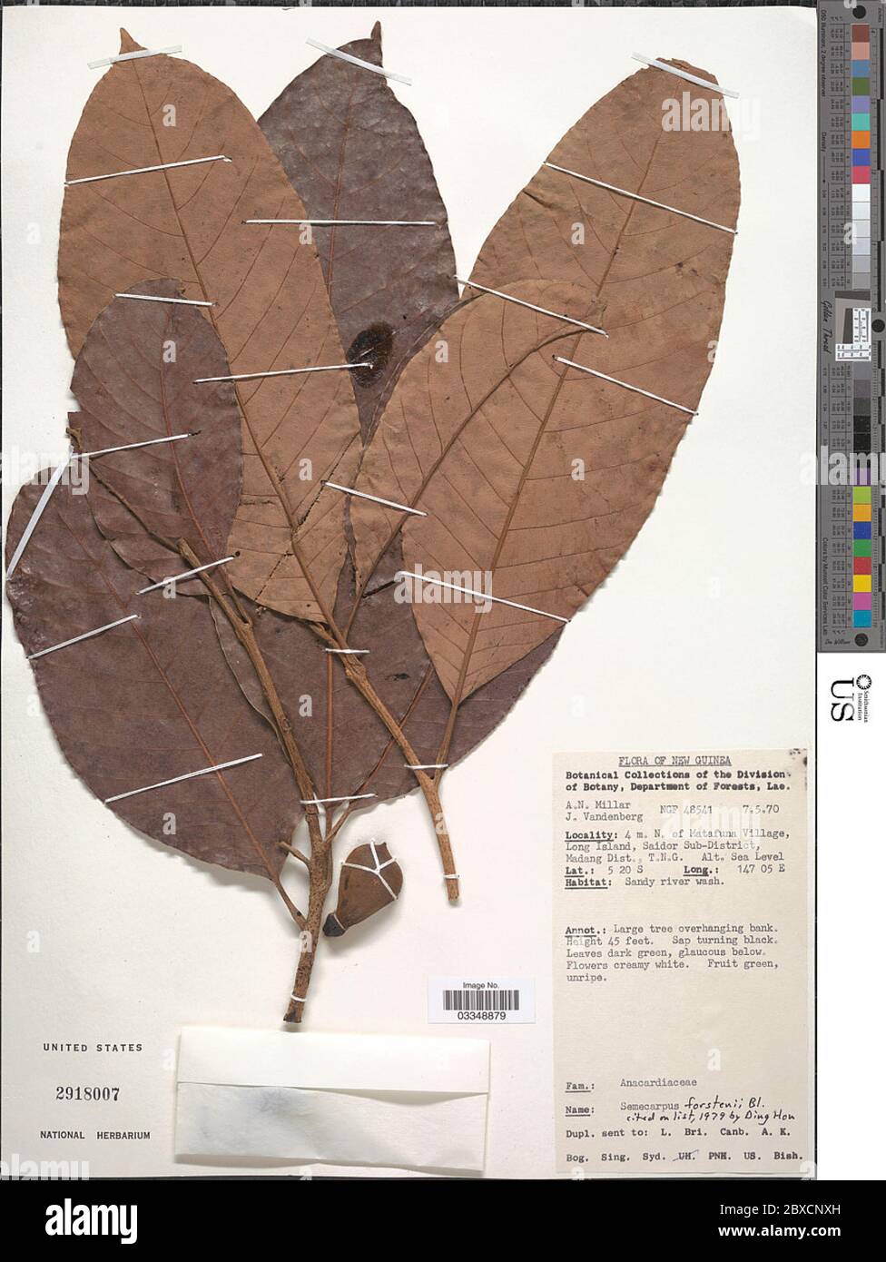 Semecarpus forstenii Blume Semecarpus forstenii Blume Stock Photo - Alamy