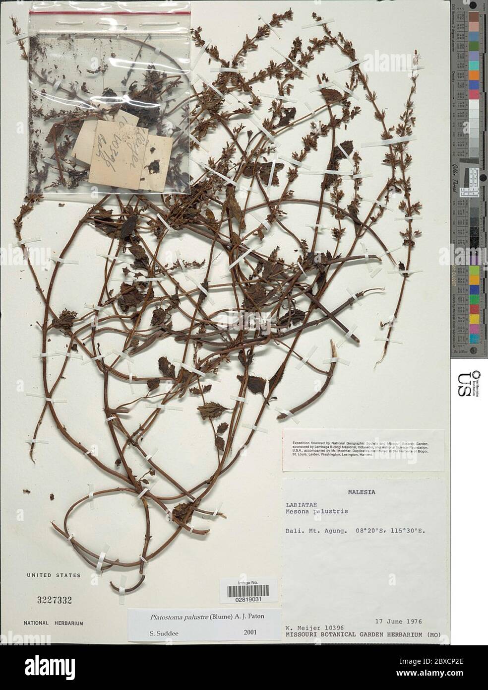 Platostoma palustre hi-res stock photography and images - Alamy