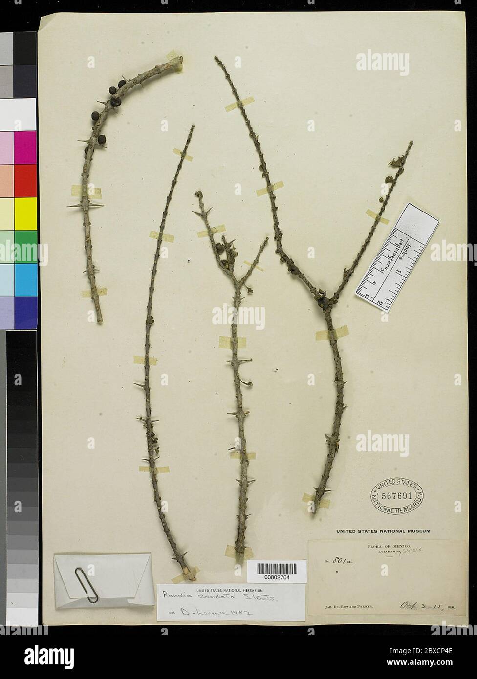 Obcordata hi-res stock photography and images - Alamy