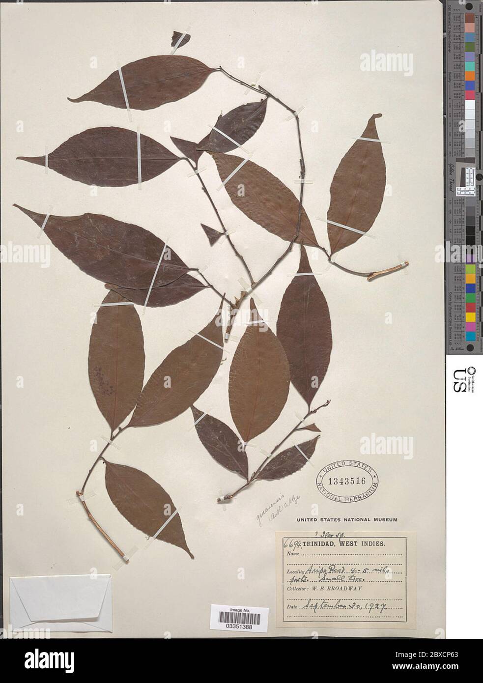 Ilex sp Ilex sp Stock Photo - Alamy