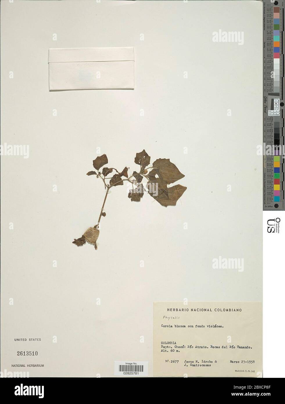 Physalis Sp High Resolution Stock Photography and Images - Alamy