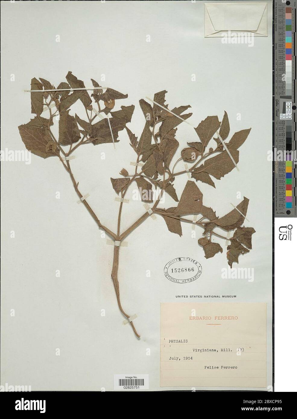 Physalis Sp High Resolution Stock Photography and Images - Alamy