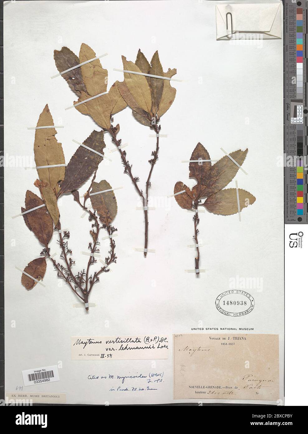 Maytenus verticillata Maytenus verticillata Stock Photo - Alamy