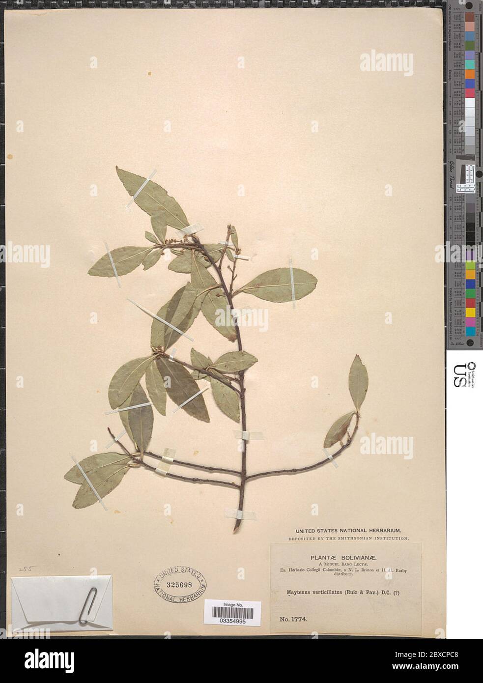 Maytenus verticillata Maytenus verticillata Stock Photo - Alamy