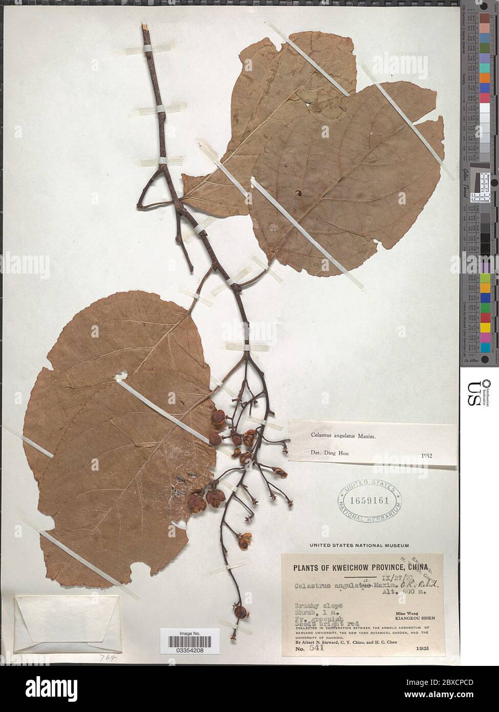 Celastrus angulatus Maxim Celastrus angulatus Maxim Stock Photo - Alamy