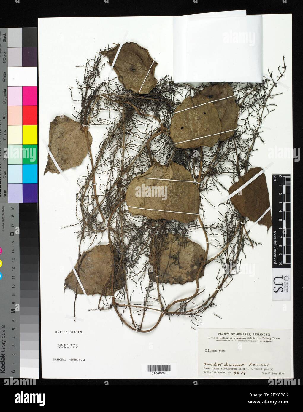 Dioscorea sp hi-res stock photography and images - Alamy