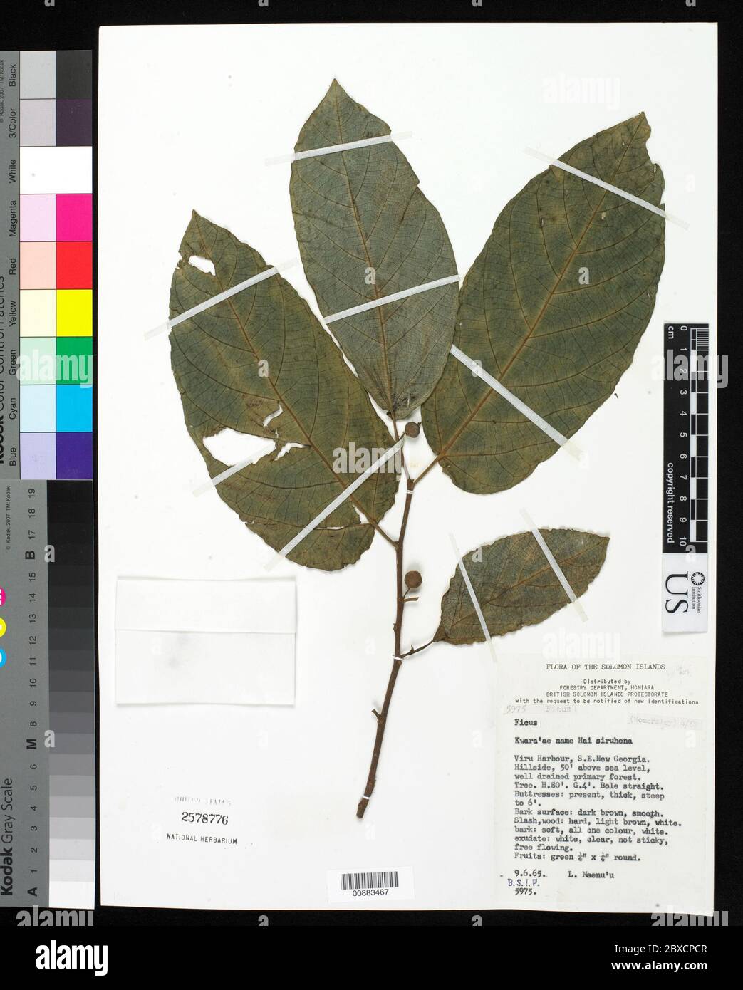 Ficus sp Ficus sp Stock Photo - Alamy