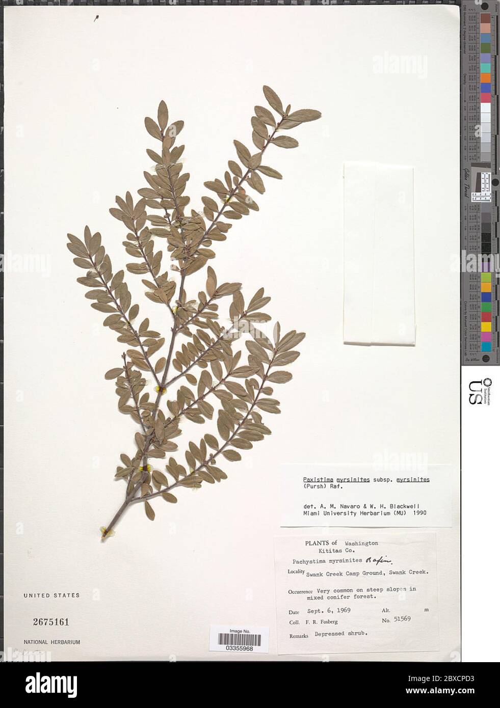 Pachystima myrsinites subsp myrsinites Pachystima myrsinites subsp ...