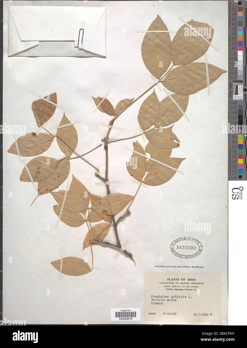 Staphylea Trifolia High Resolution Stock Photography and Images - Alamy