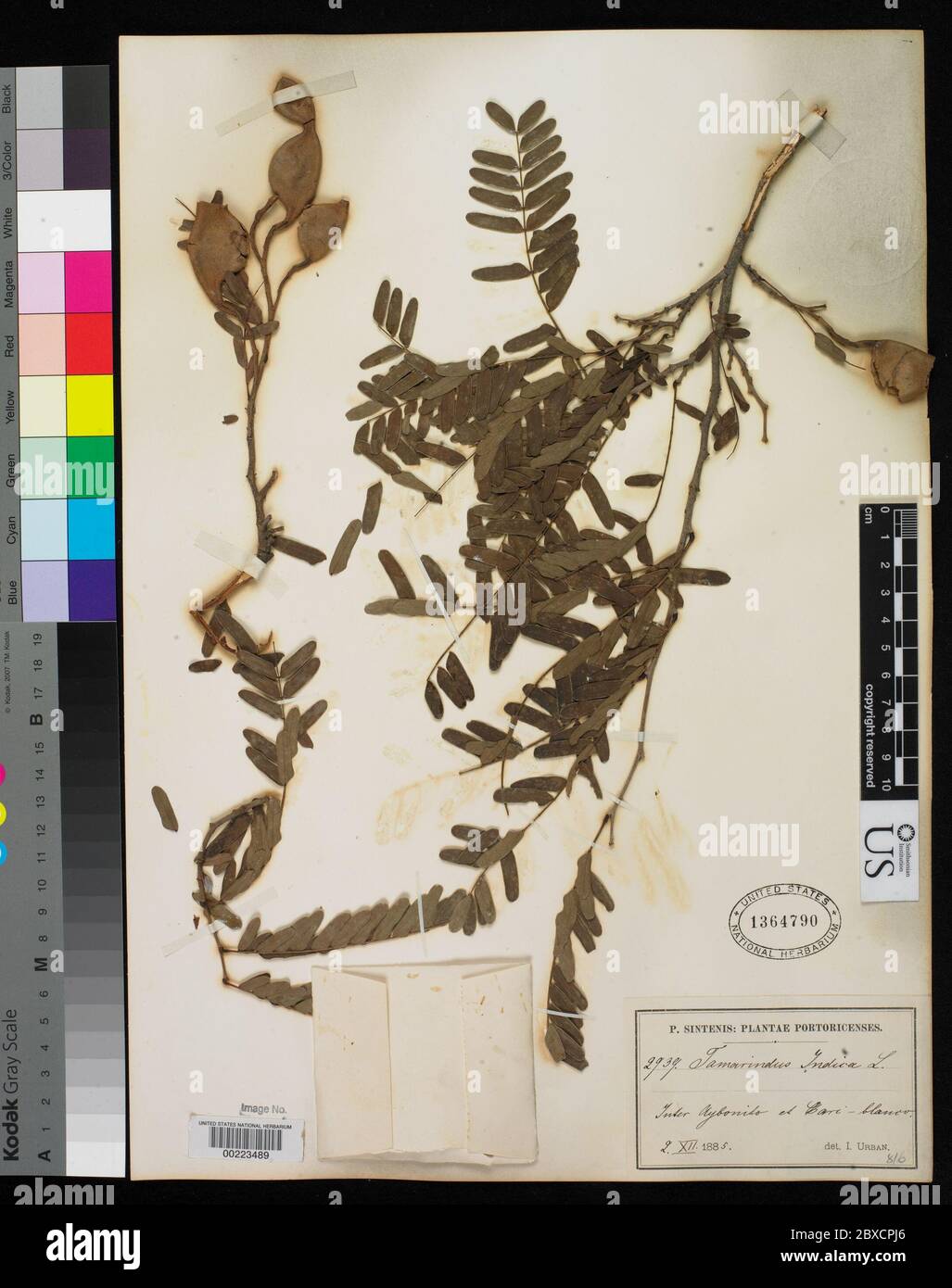 Tamarindus indica L Tamarindus indica L Stock Photo - Alamy