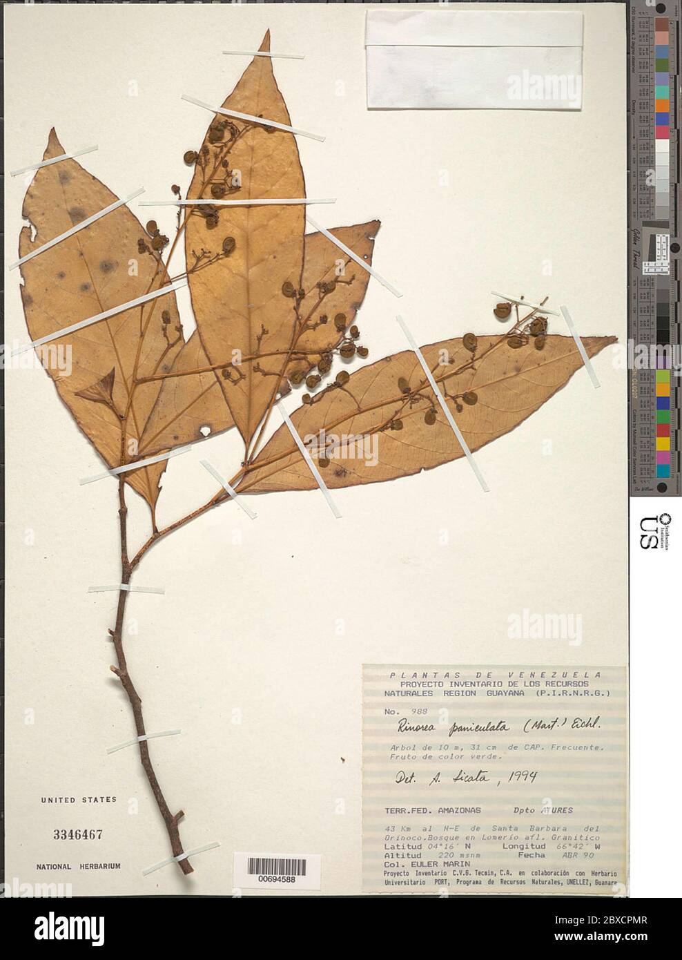 Rinorea paniculata Mart Kuntze Rinorea paniculata Mart Kuntze Stock ...