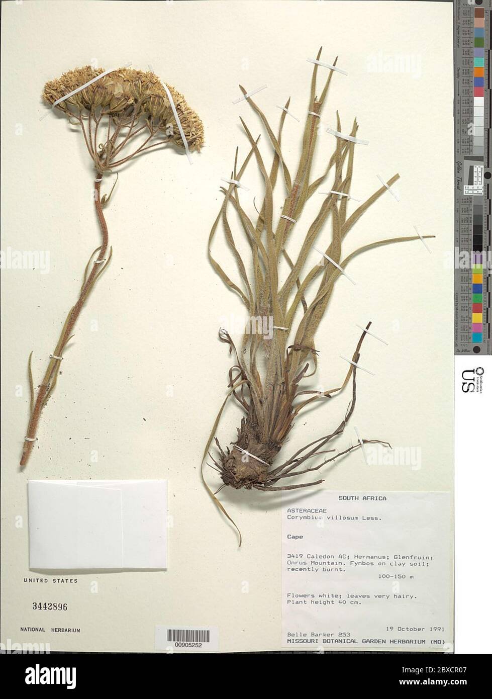 Corymbium hi-res stock photography and images - Alamy