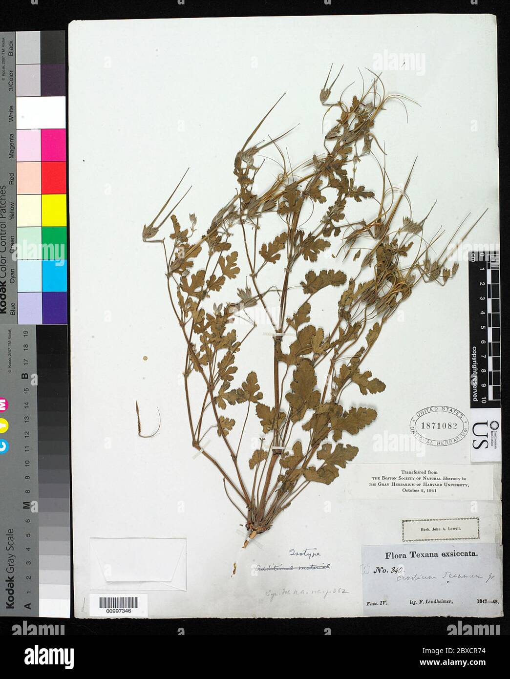 Texanum hi-res stock photography and images - Alamy