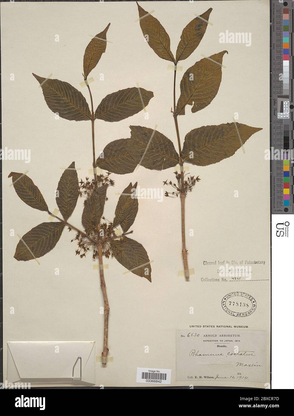 Rhamnus costata Maxim Rhamnus costata Maxim Stock Photo - Alamy