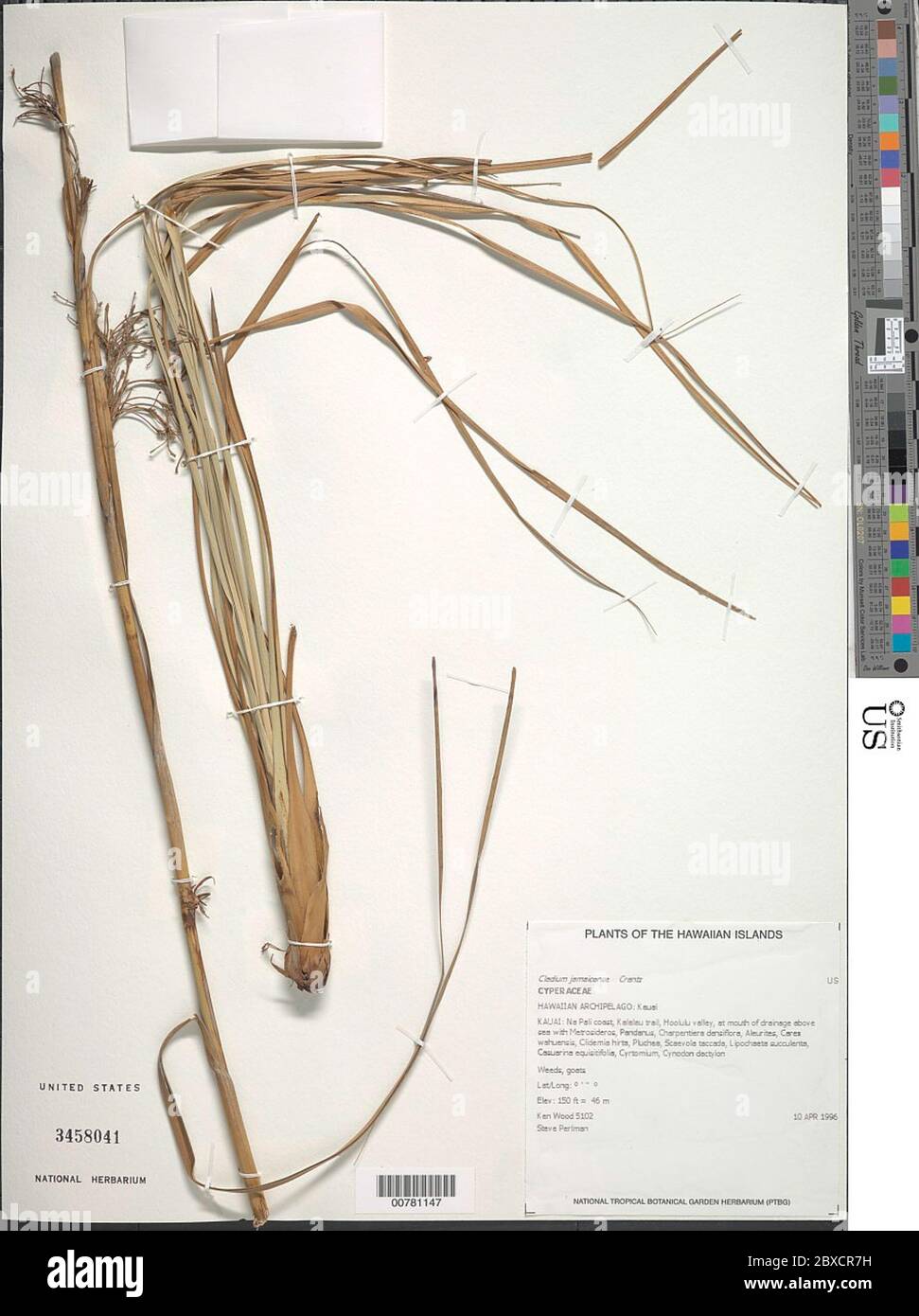 Cladium jamaicense Crantz Cladium jamaicense Crantz Stock Photo - Alamy