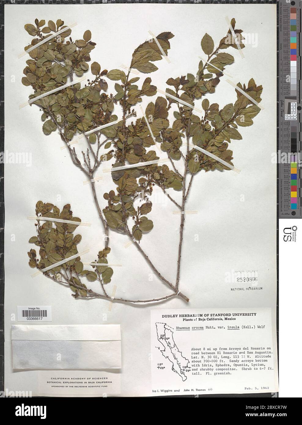 Rhamnus crocea hi-res stock photography and images - Alamy