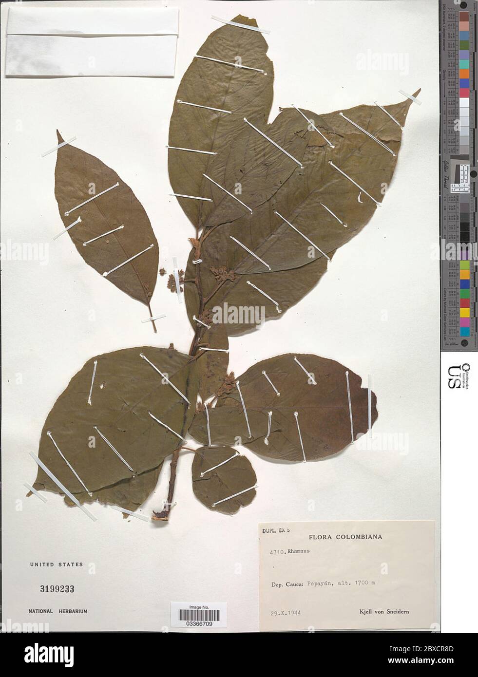 Rhamnus sp Rhamnus sp Stock Photo - Alamy