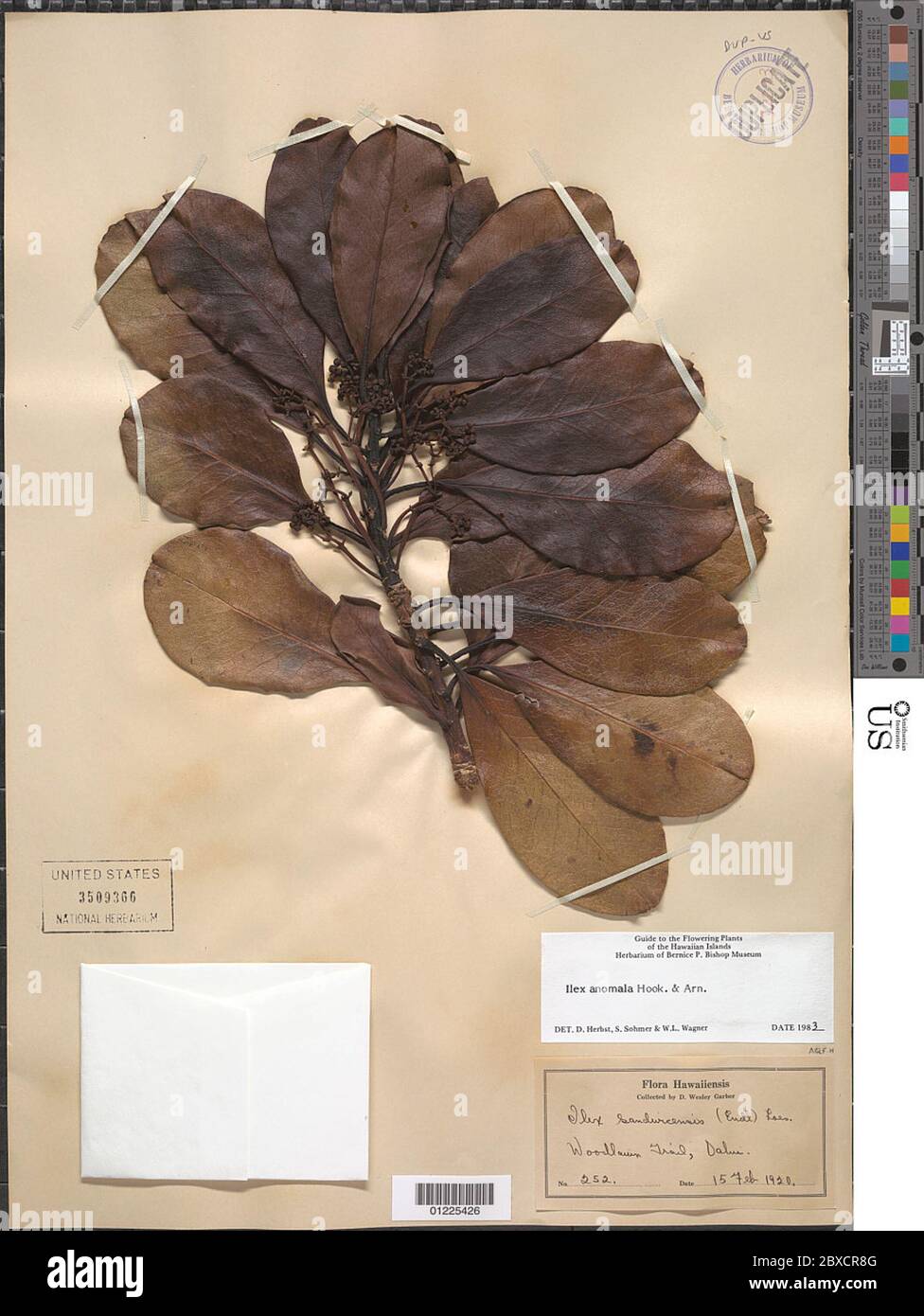 Ilex anomala hi-res stock photography and images - Alamy