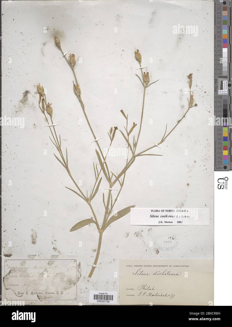 Silene coelirosa hi-res stock photography and images - Alamy