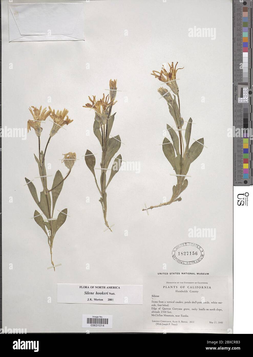 Silene hookeri hi-res stock photography and images - Alamy