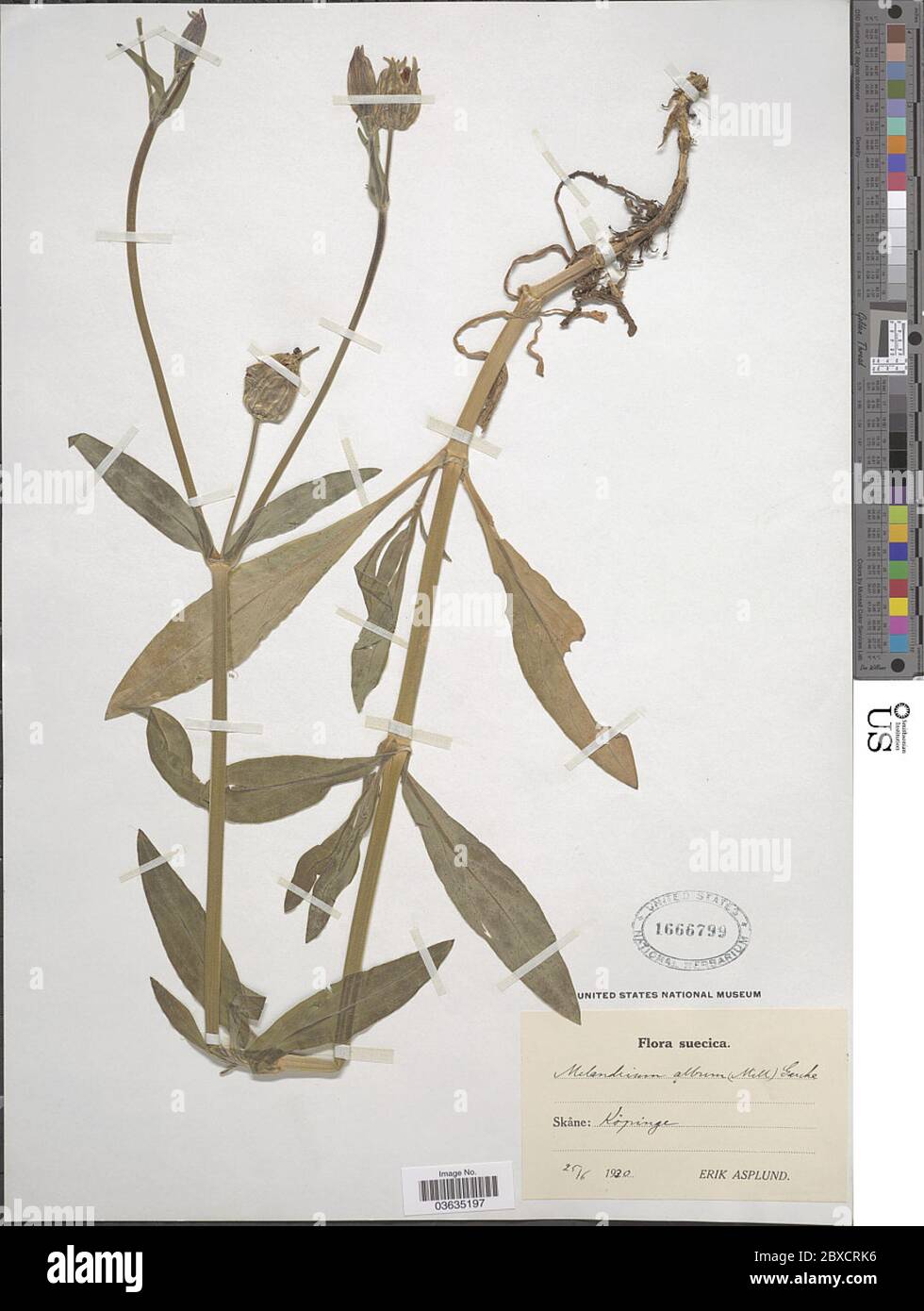 Melandrium album hi-res stock photography and images - Alamy