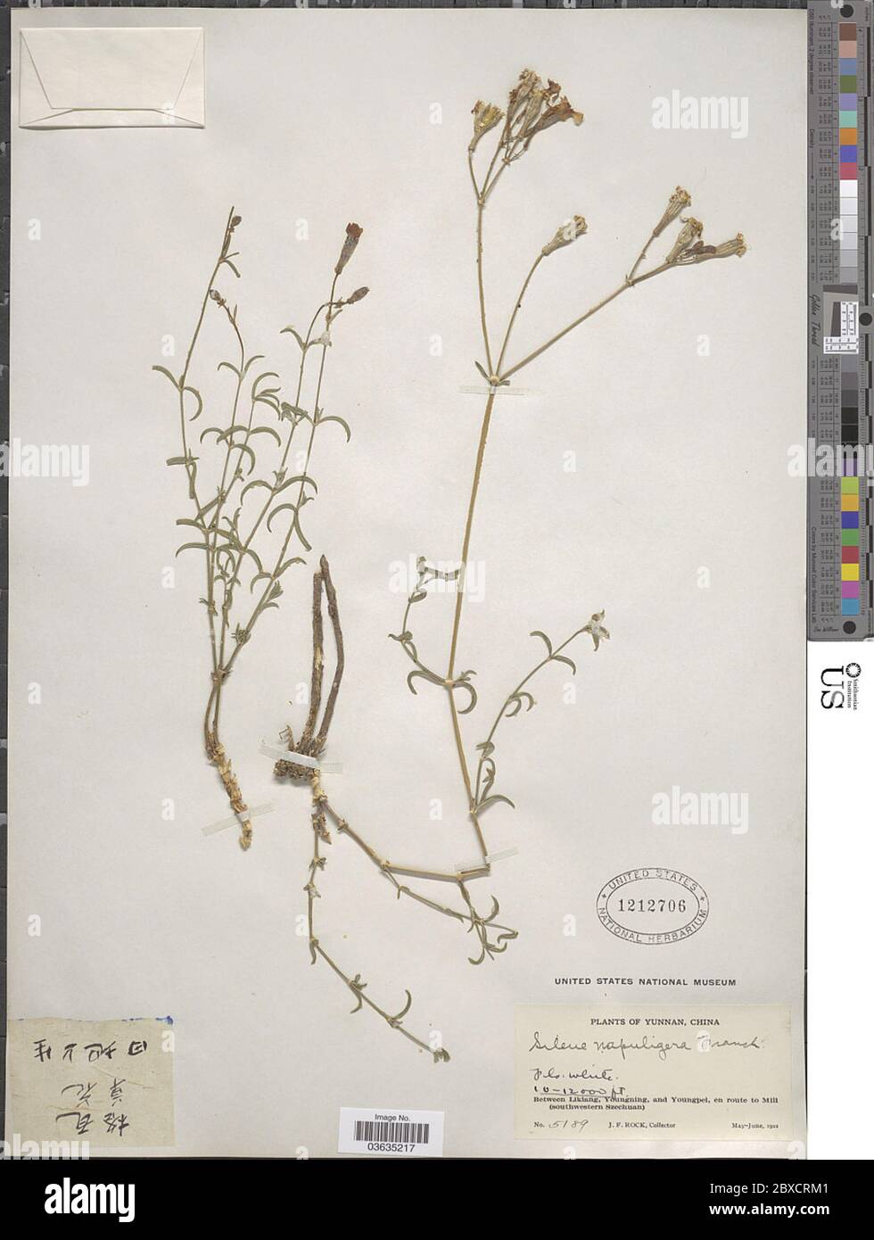 Melandrium napuligerum Franch HandMazz Melandrium napuligerum Franch ...