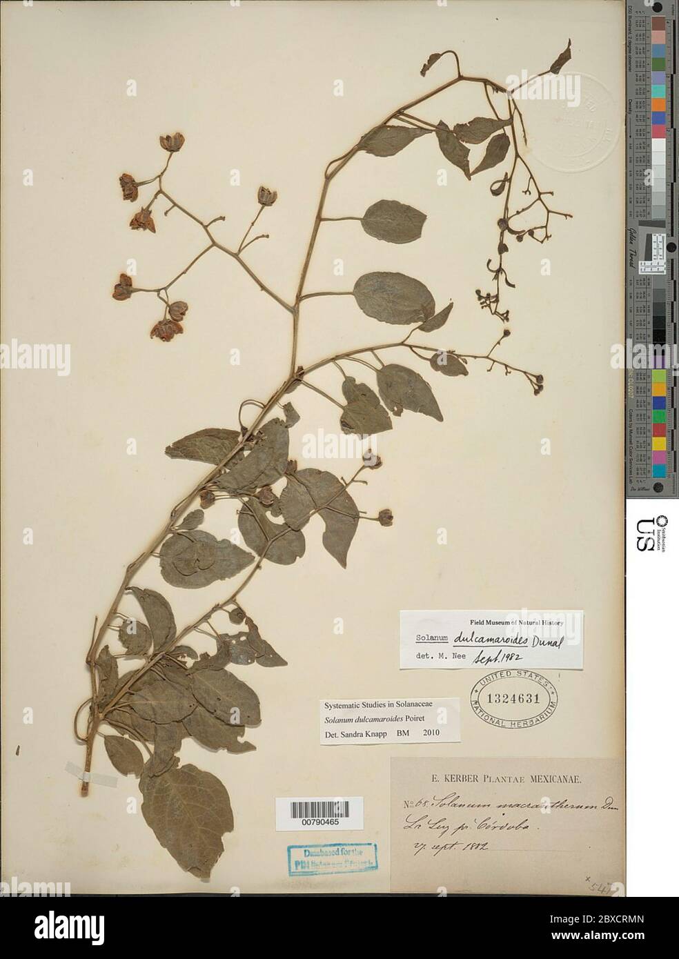 Solanum dulcamaroides Dunal Solanum dulcamaroides Dunal Stock Photo - Alamy