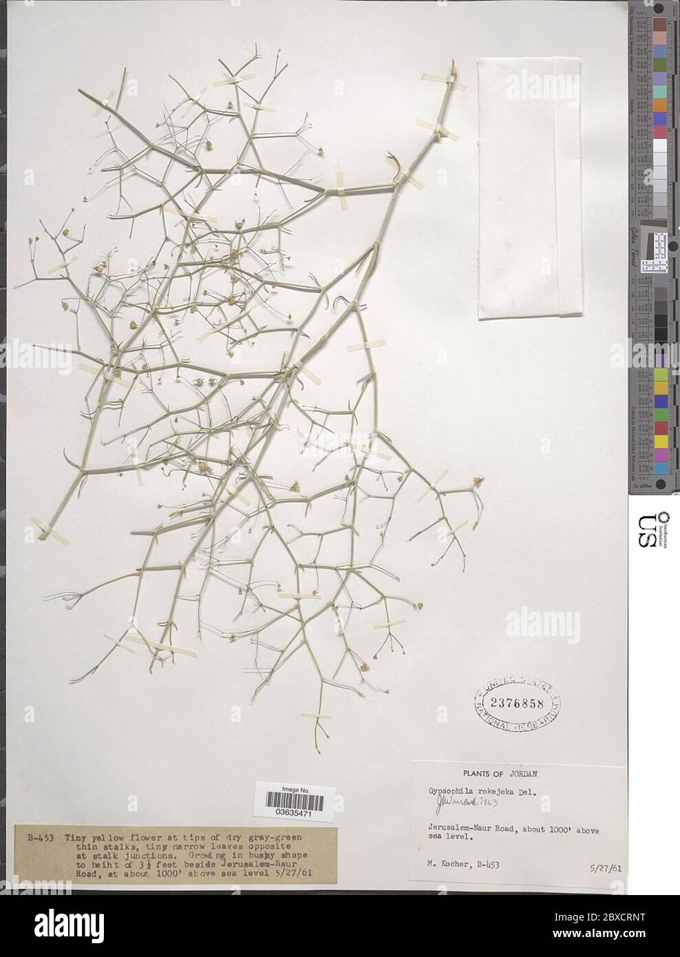 Gypsophila arabica Barkoudah Gypsophila arabica Barkoudah Stock Photo ...