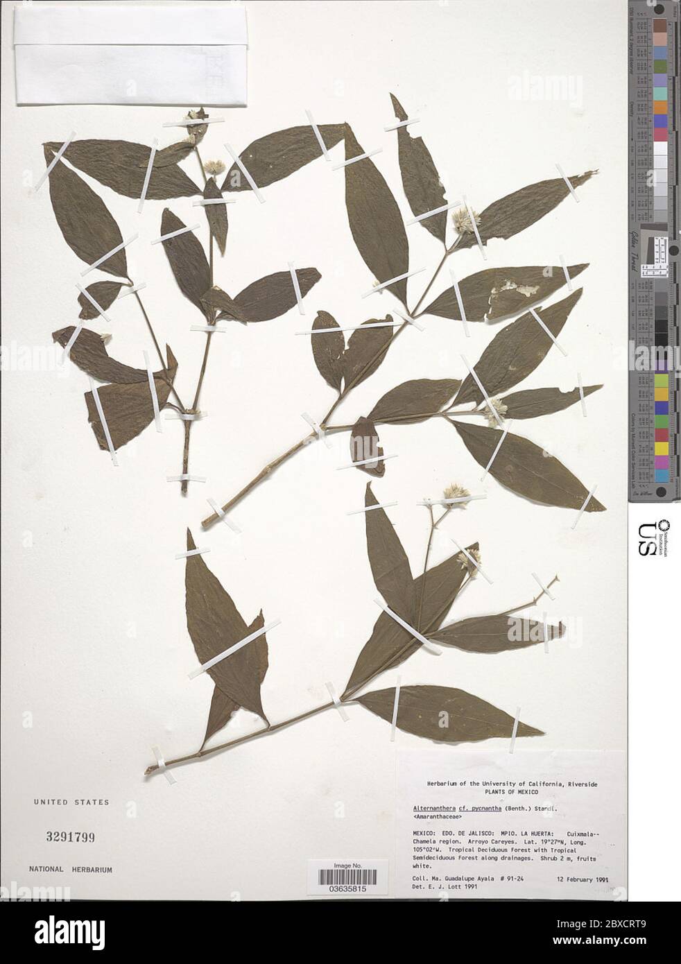 Alternanthera pycnantha Benth Standl Alternanthera pycnantha Benth ...