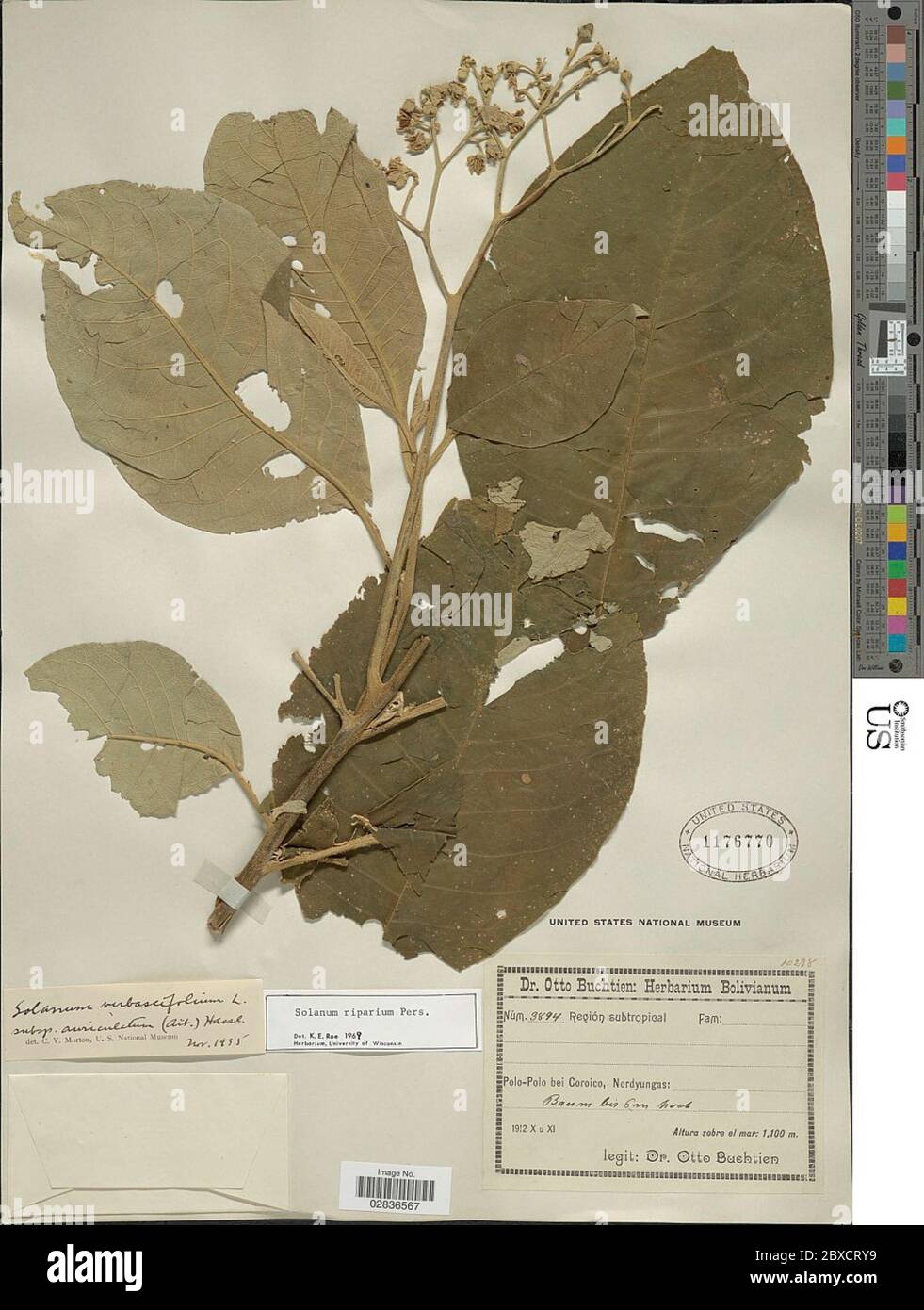 The riparium hi-res stock photography and images - Alamy