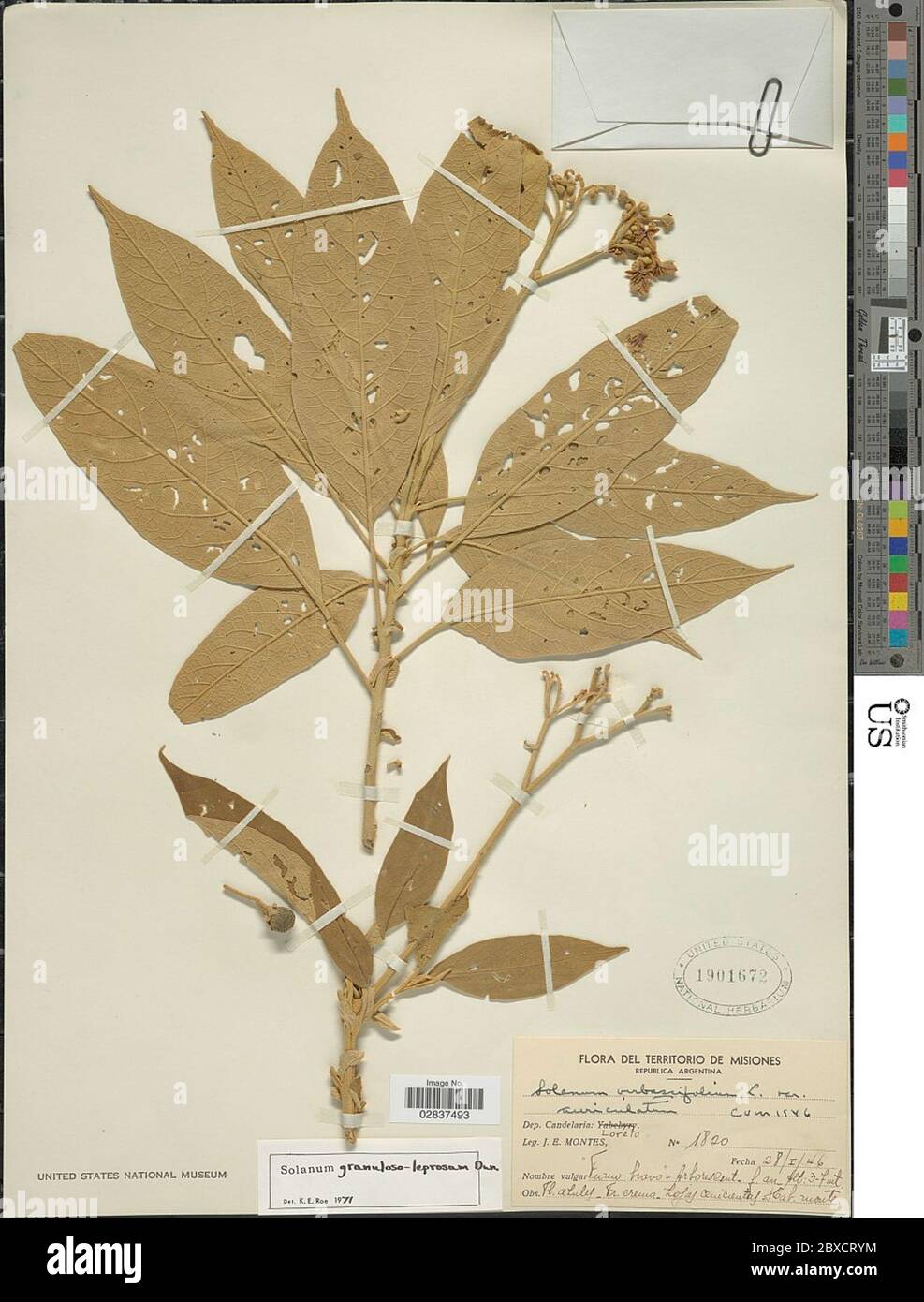 Solanum granulosoleprosum Dunal Solanum granulosoleprosum Dunal Stock ...