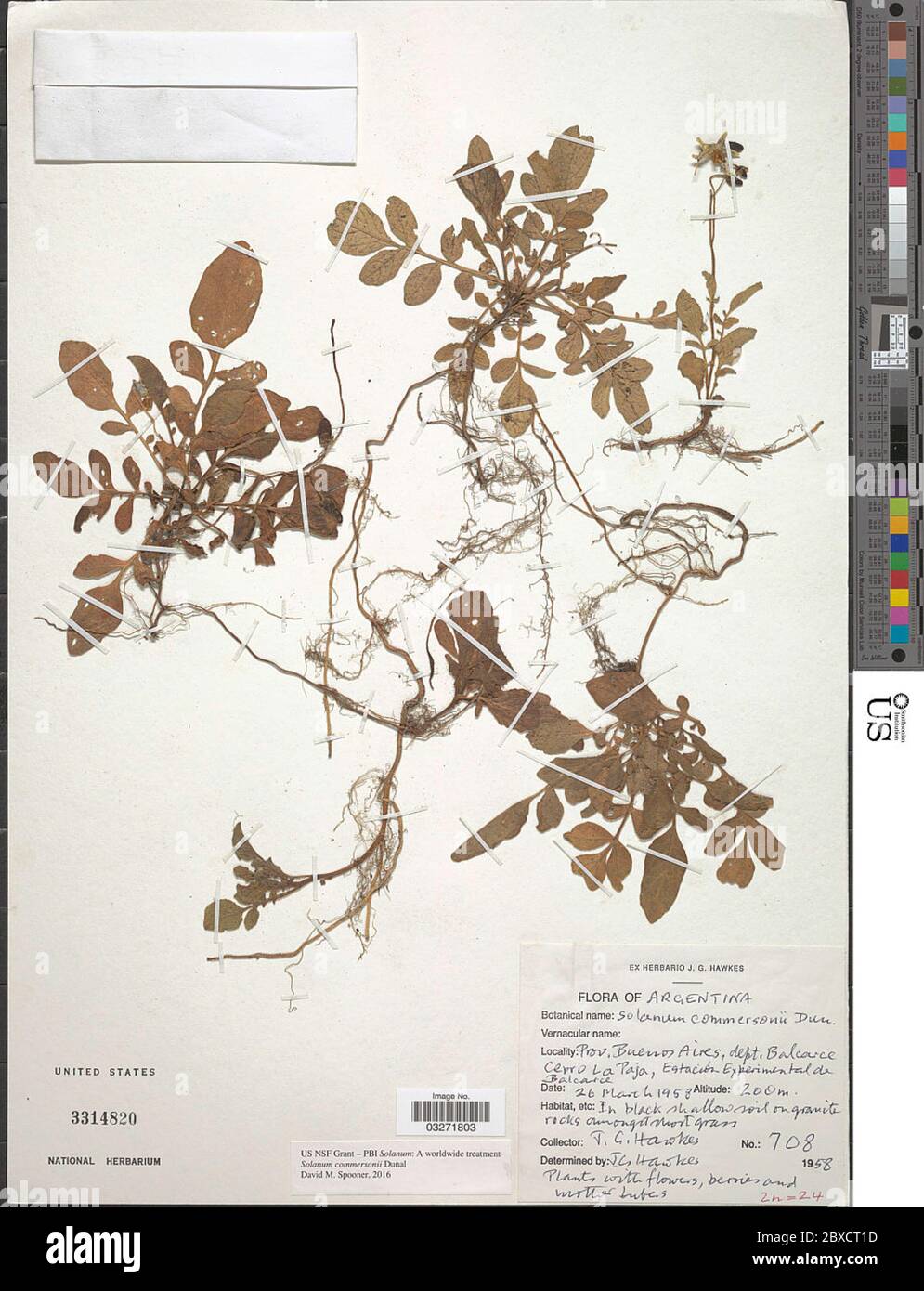 Solanum commersonii Dunal Solanum commersonii Dunal Stock Photo - Alamy