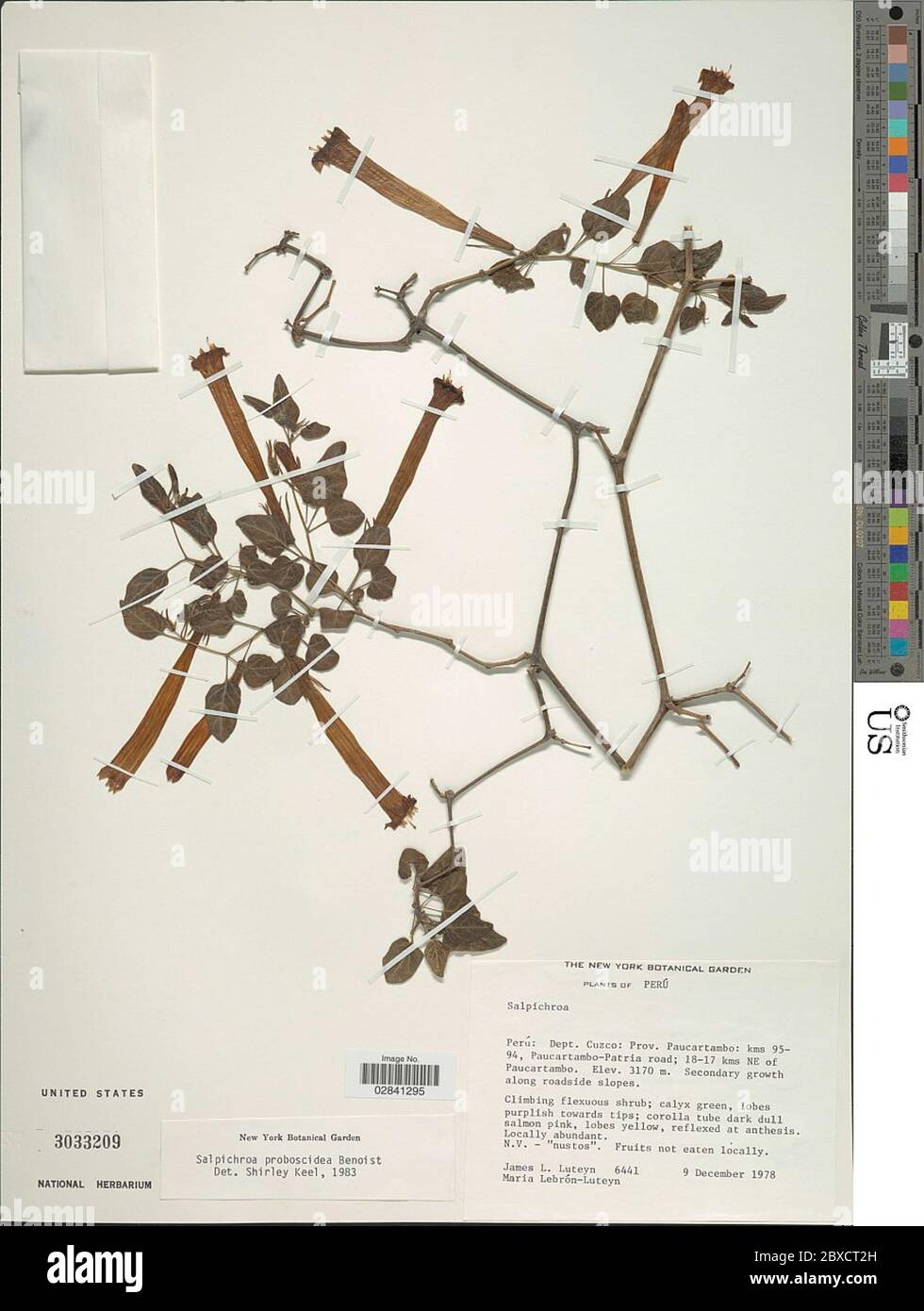 Salpichroa proboscidea Benoist Salpichroa proboscidea Benoist Stock ...