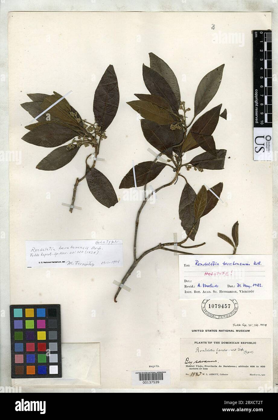 Rondeletia barahonensis Urb Rondeletia barahonensis Urb Stock Photo - Alamy