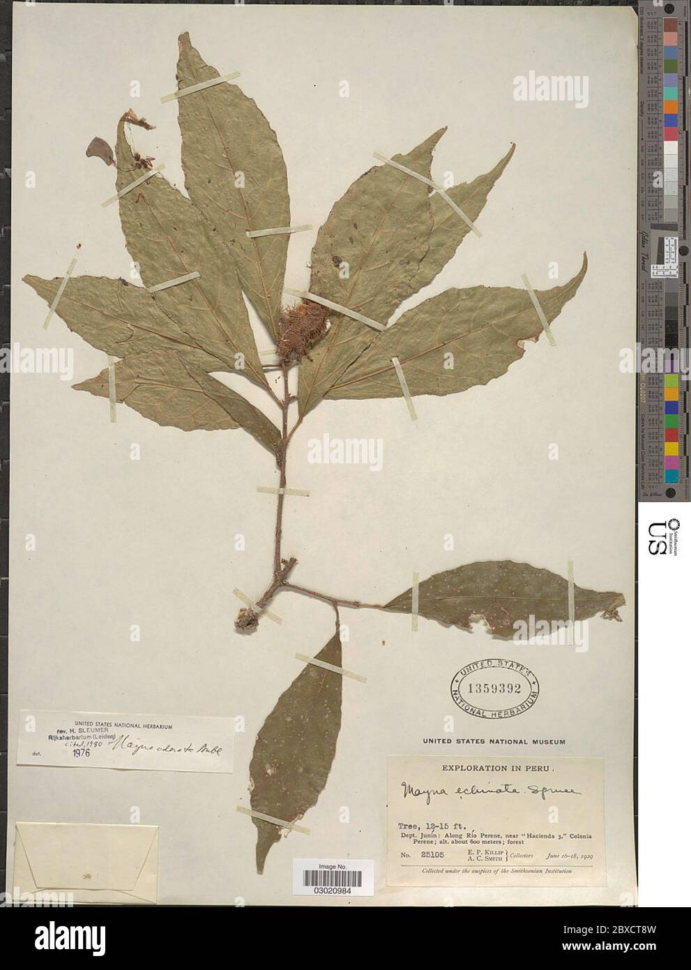 Mayna odorata Aubl Mayna odorata Aubl Stock Photo - Alamy