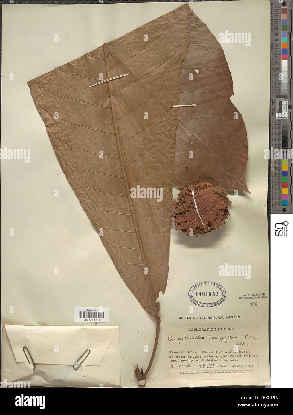 Carpotroche longifolia Poepp Benth Carpotroche longifolia Poepp Benth ...