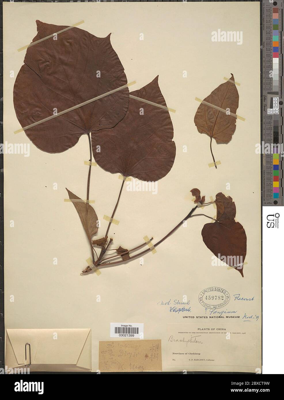 Pangium hi-res stock photography and images - Alamy