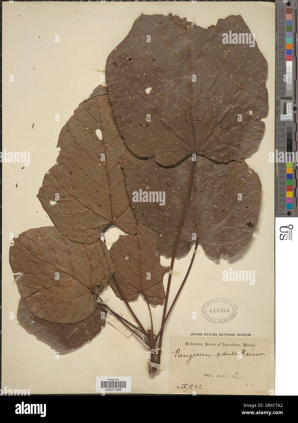 Pangium hi-res stock photography and images - Alamy