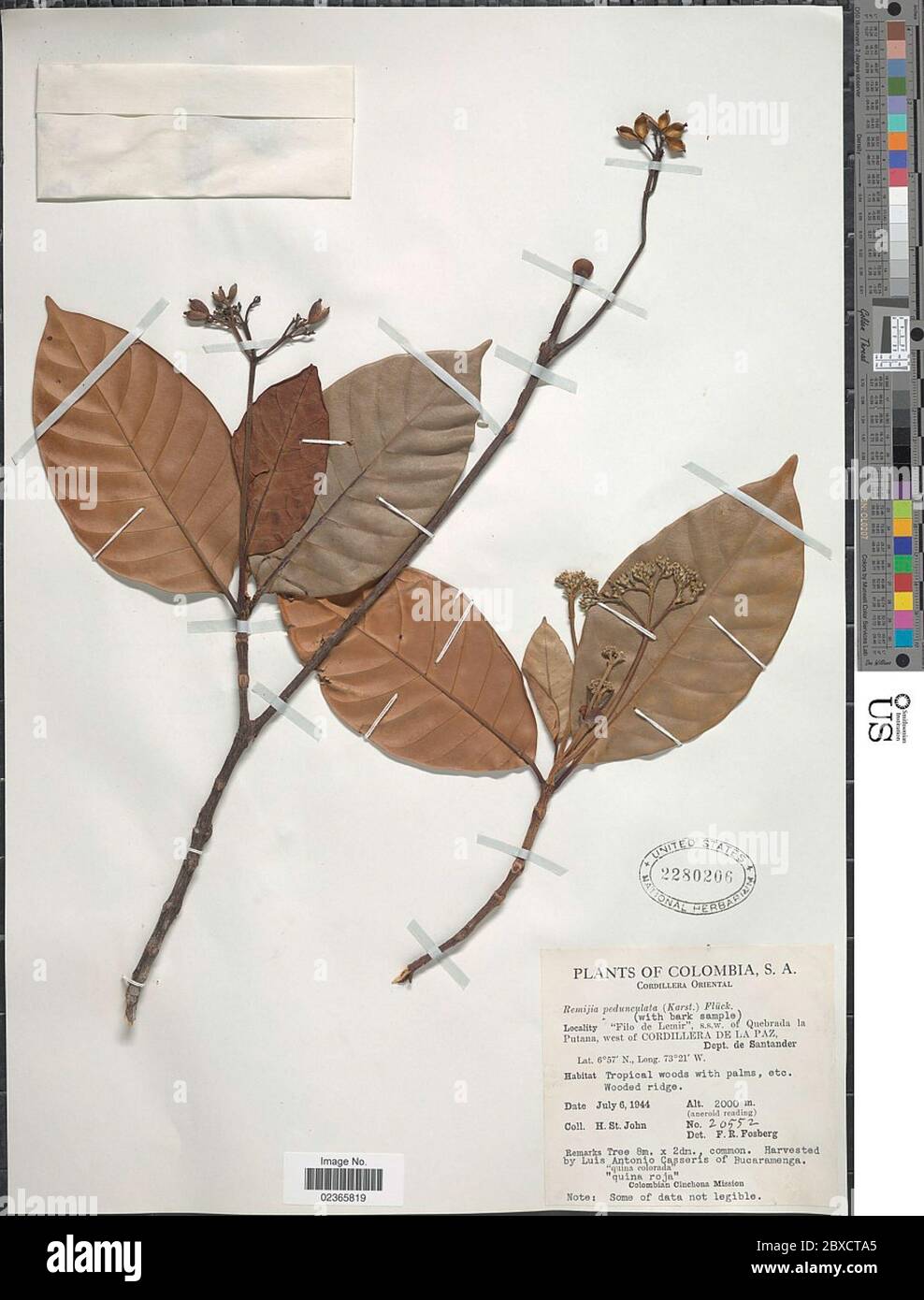 Remijia pedunculata H Karst Fluck Remijia pedunculata H Karst Fluck ...