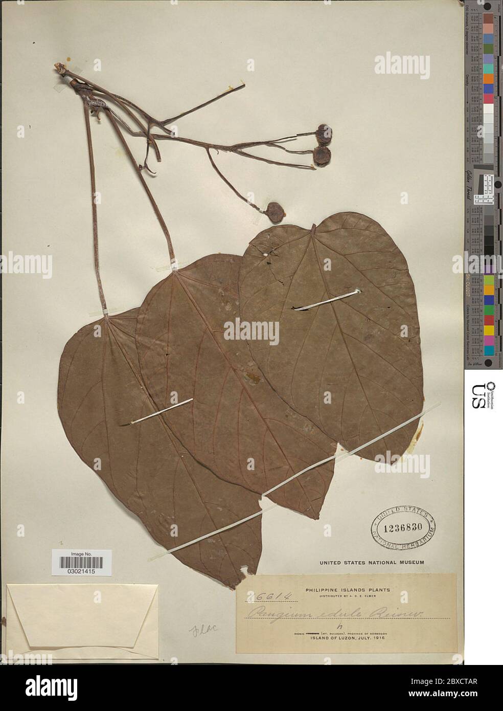 Pangium hi-res stock photography and images - Alamy