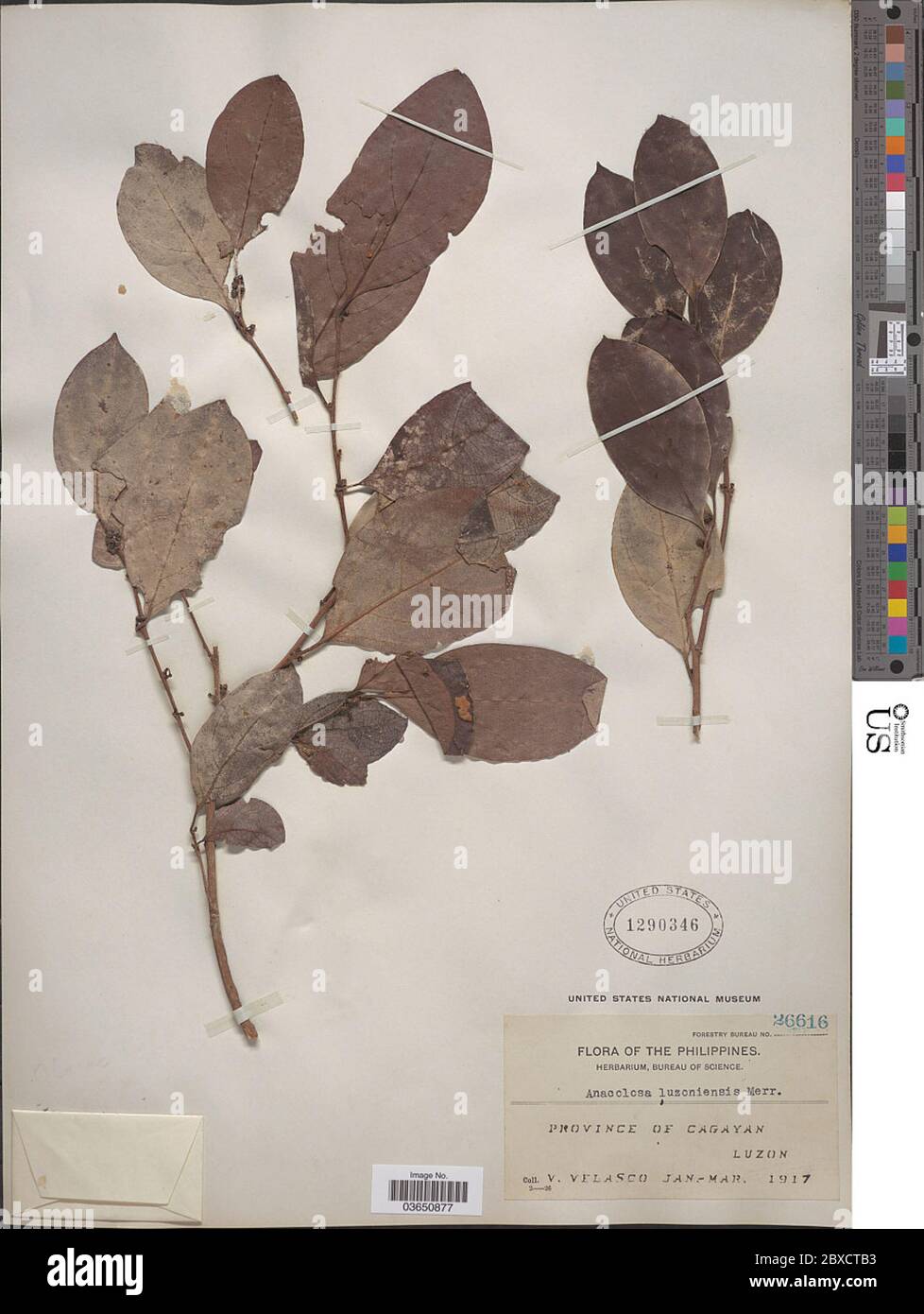 Anacolosa frutescens Blume Blume Anacolosa frutescens Blume Blume Stock ...