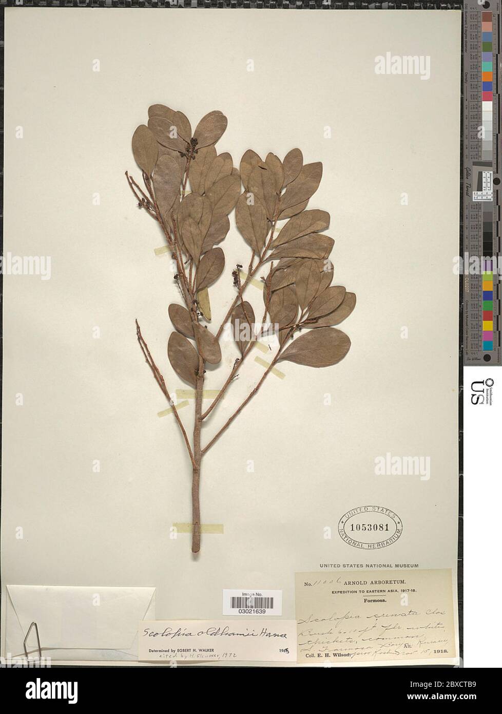 Scolopia hi-res stock photography and images - Alamy