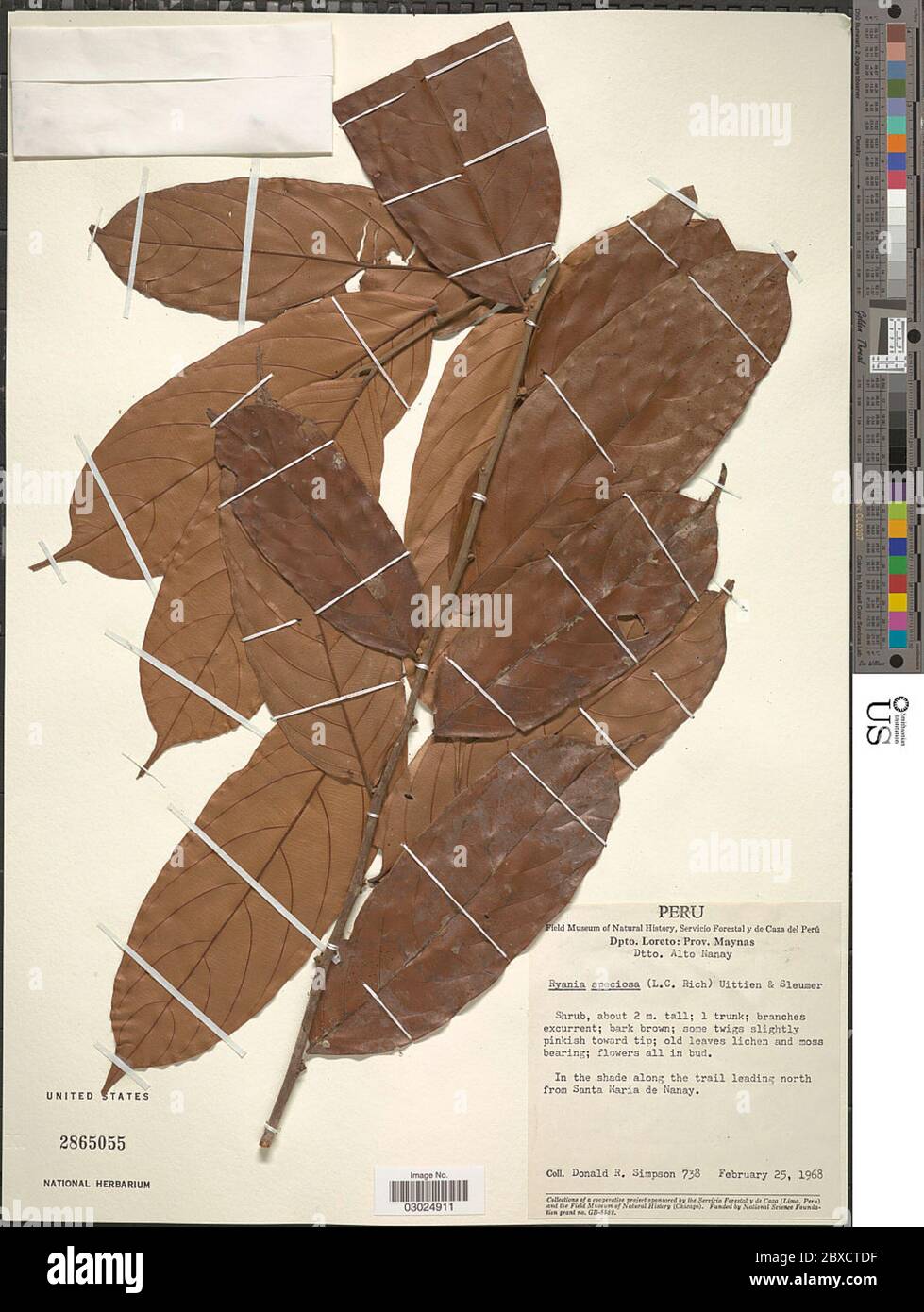 Ryania speciosa hi-res stock photography and images - Alamy