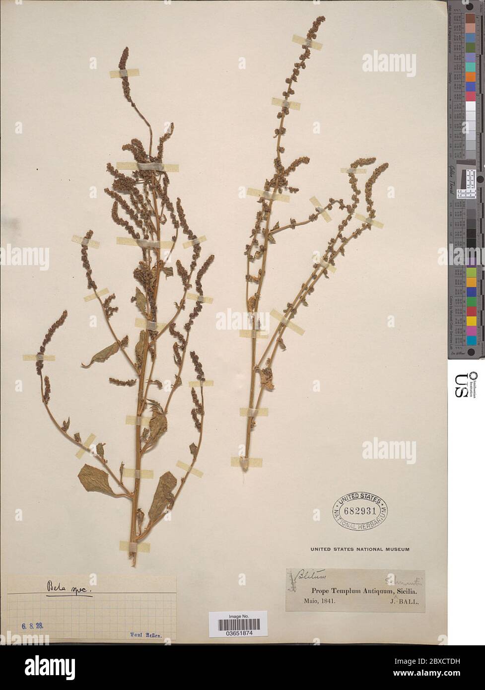 Beta sp Beta sp Stock Photo - Alamy