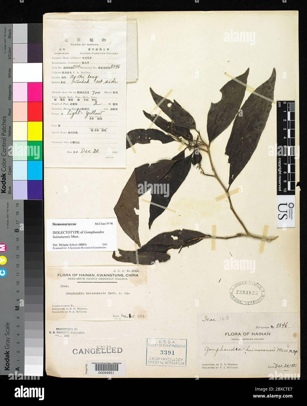 Gomphandra hi-res stock photography and images - Alamy