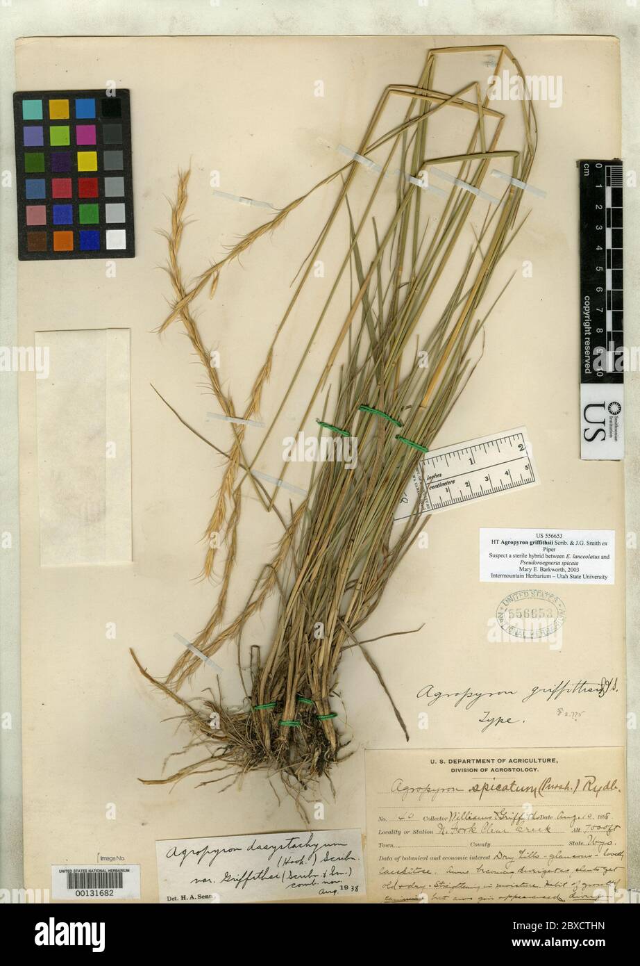 Agropyron griffithsi Scribn JG Sm ex Piper Agropyron griffithsi Scribn ...