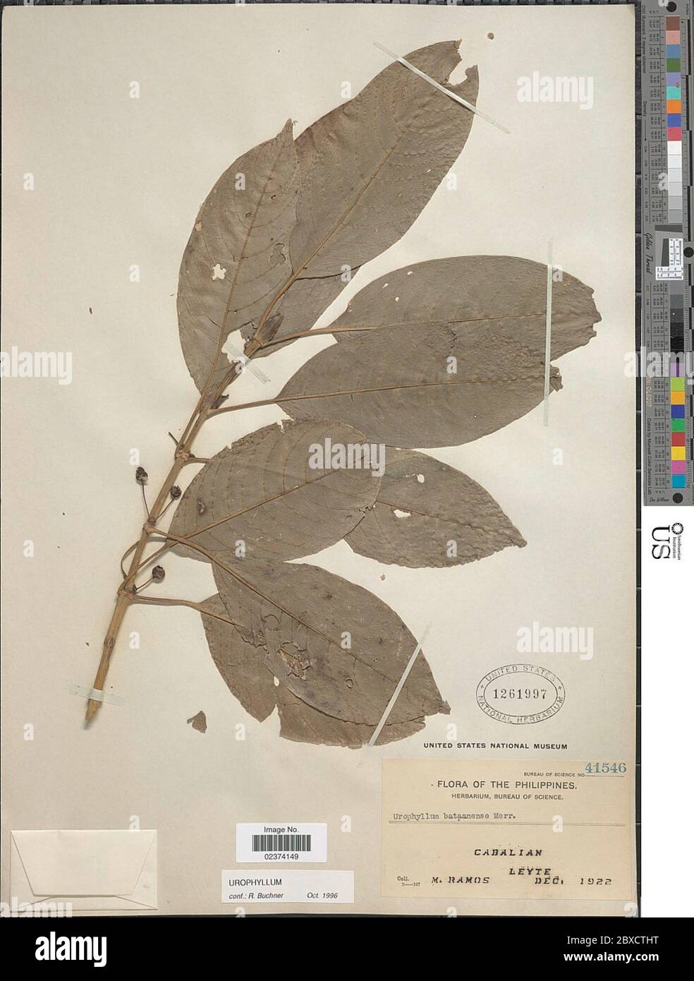 Urophyllum sp Urophyllum sp Stock Photo - Alamy