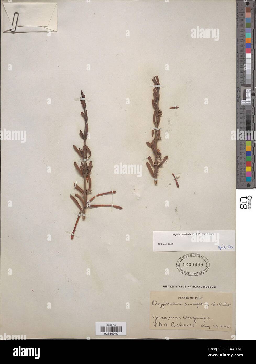 Ligaria hi-res stock photography and images - Alamy