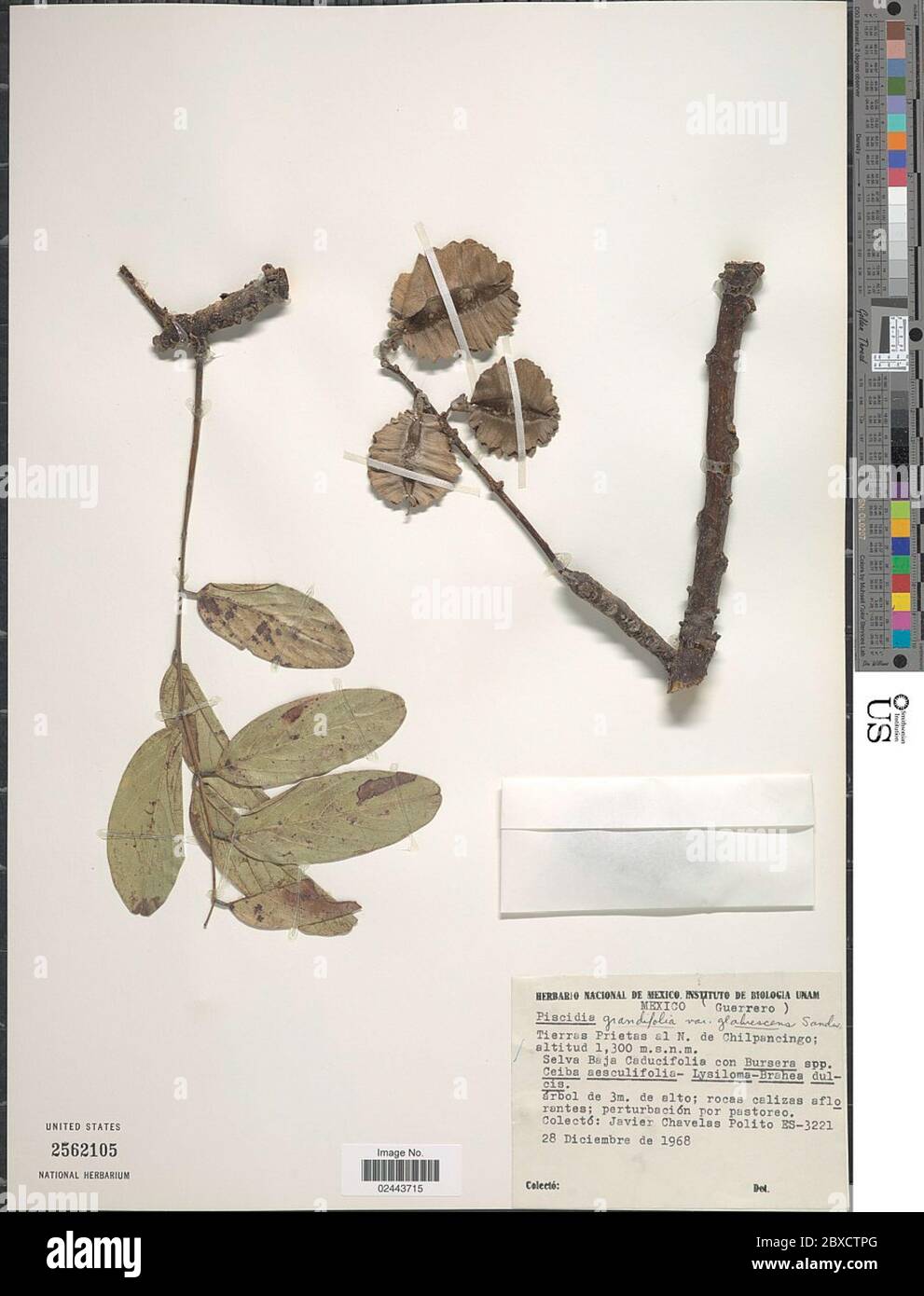 Piscidia hi-res stock photography and images - Alamy